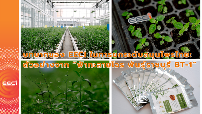 บทบาทของ EECi ในการยกระดับสมุนไพรไทย: ตัวอย่างจาก “ฟ้าทะลายโจร พันธุ์ ...